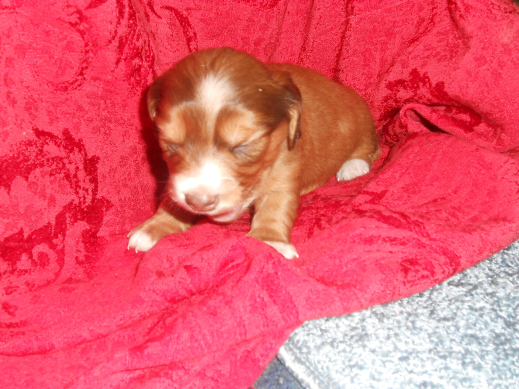 Gabby s Longhair AKC CKC Registered Red Piebald Is Sold To Mickie Gabby s Longhair AKC CKC Registered Red Piebald Is Sold To Mickie